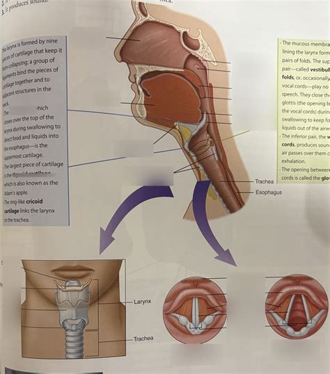 Resp Diagram Quizlet