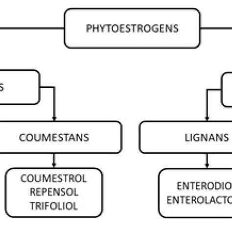 A Simplified Classification Of Phytoestrogens Download Scientific
