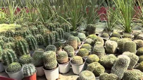 Oranjeria ორანჟერია Youtube