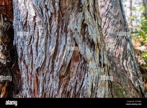 Tree Bark Texture Tree Trunk Blackbutt Eucalyptus Pilularis Booderee Botanic Gardens Nsw