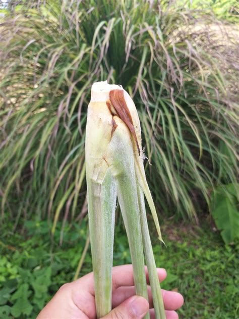 Lemongrass Planting Plot Thai Organics Farm