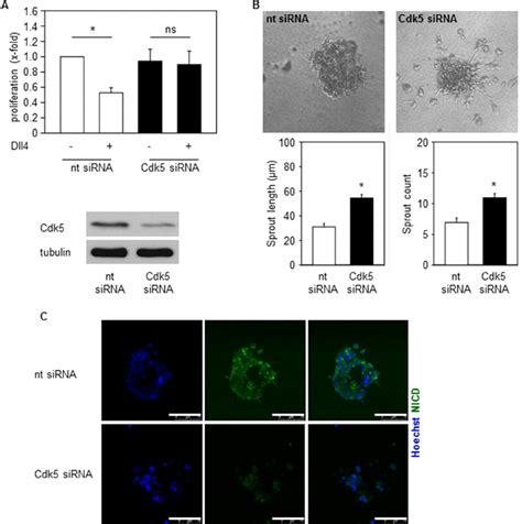 Cdk5 Regulates Notch Pathway Dependent Endothelial Functions A Download Scientific Diagram