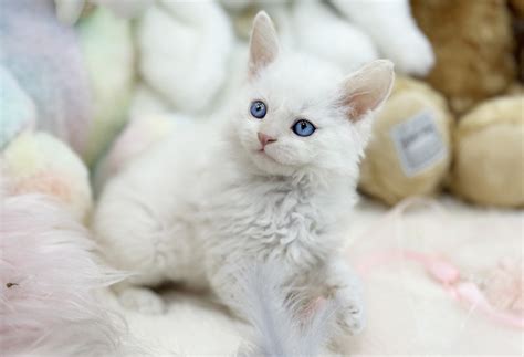 의정부고양이분양셀커크렉스분양쉐리 요미캣 분양글