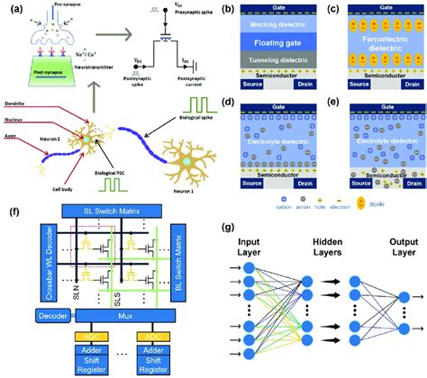 A Schematic Demonstration Of The Biological Neuron And Synapse Download Scientific Diagram