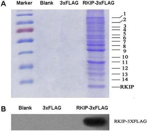 Separation Of Rkip Interacting Proteins With Anti Flag M2 Magnetic Download Scientific Diagram