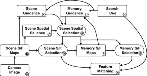 Outline Of The Neural Dynamic Architecture For Visual Exploration And Download Scientific