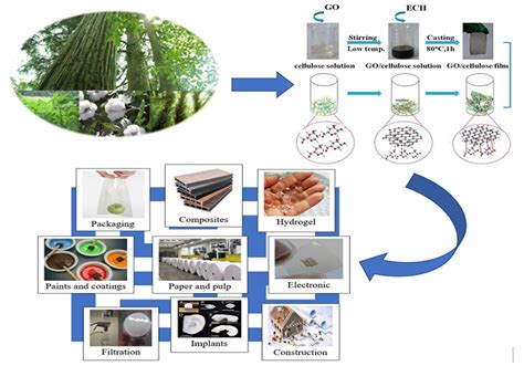 Cellulose In Plants