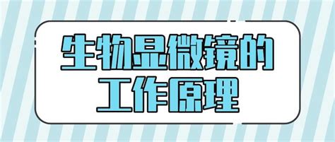 生物显微镜的工作原理 知乎