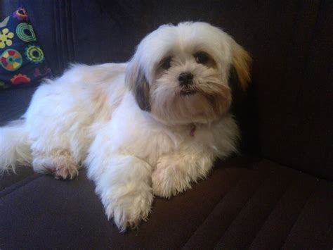 SHIH TZU Months Old Female In Hammersmith London Gumtree