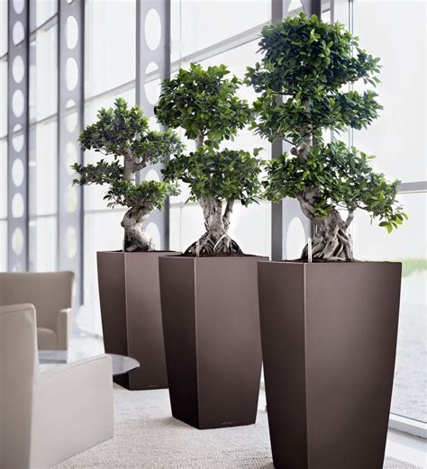 Extra Large Indoor Planters For Trees Ideas On Foter Large Outdoor