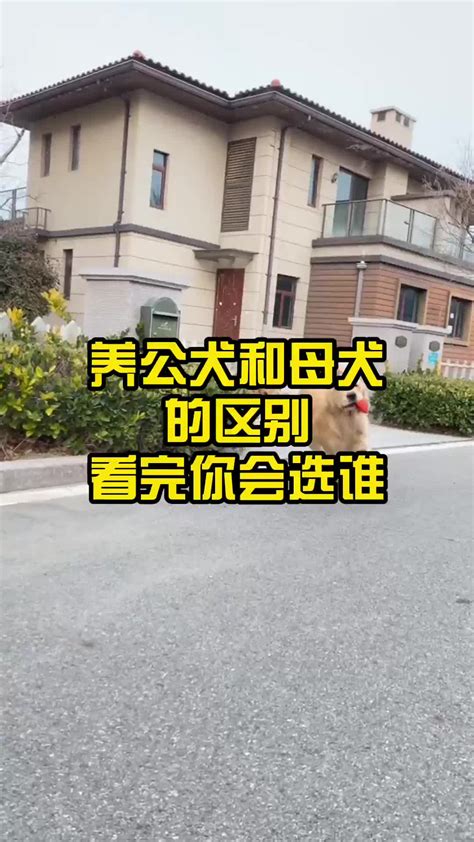 养公犬和母犬的区别，看完你会选谁， 哔哩哔哩