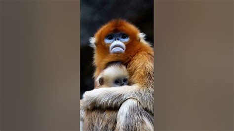 Необычная обезьяна с синим лицом🐵 Голос ринопитека Youtube