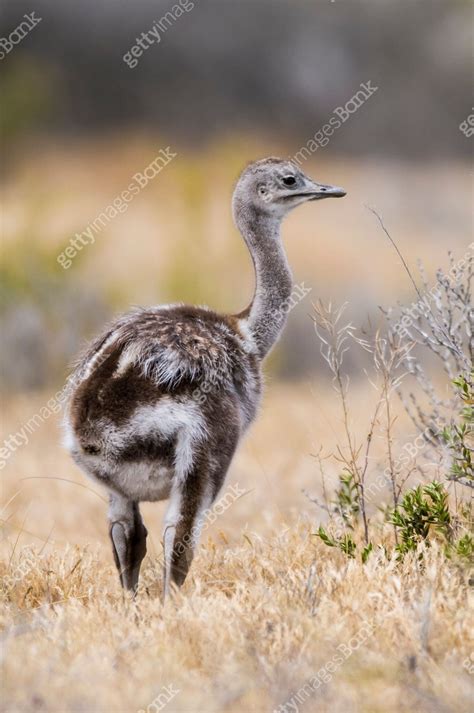 Lesser Rhea Pterocnemia Pennata Peninsula Valdes Chubutpatagonia