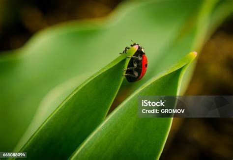 야생 빨간 무당 벌레 Coccinellidae 아나티스 오셀라타 콜레옵테라 무당벌레의 측면 녹색 잔디에 0명에 대한 스톡 사진 및 기타 이미지 Istock
