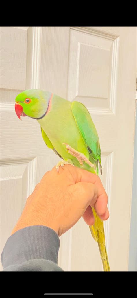 Ringneck Parrots For Sale Parrot For Sale