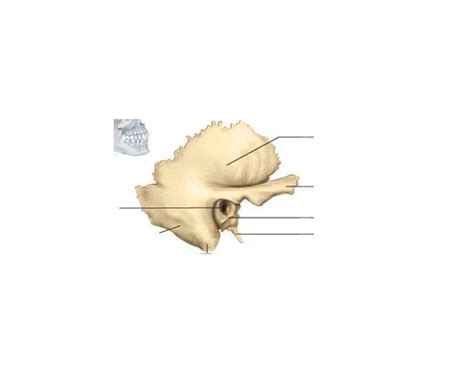 Temporal Lateral Quiz