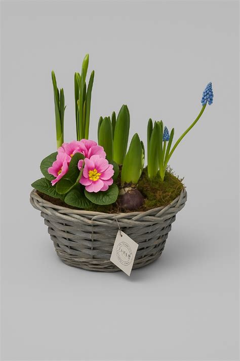 Indoor Planted Basket Buy Online Or Call 01851 705656