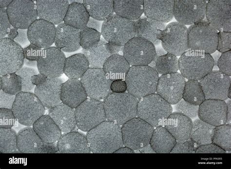 Macro Photo Eps Expanded Polystyrene Showing Some Links Between