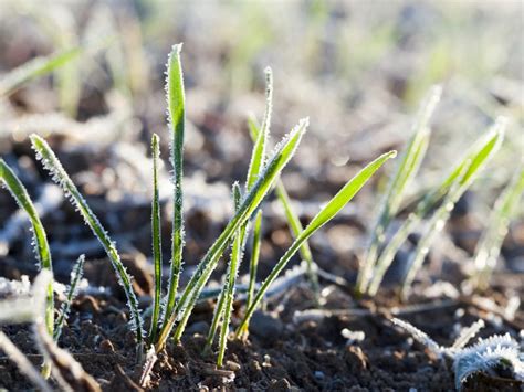 What Happens If Grass Seed Freezes Storables