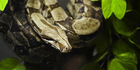Boa Constrictor Care Center Galápagos Reptile Gear