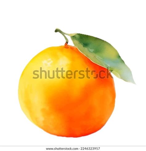 Fresh Orange Fruit Leaf Isolated Beautiful Stock Vector Royalty Free
