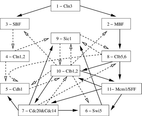 The Yeast Cell Cycle Regulatory Network The Nodes Are Identified By Download High