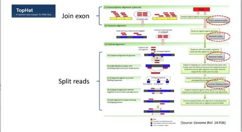 Rna测序数据回贴与组装 （rna Seq Mappingand Assembling） 哔哩哔哩