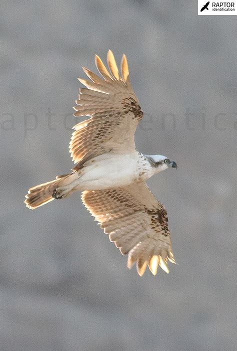 Raptor Identification The Complete Raptors Guide