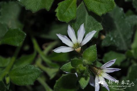 Scaevola Hookeri