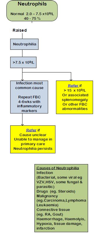 High White Cell Count Neutrophils Gpnotebook
