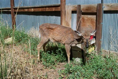 Us Scientists Concerned Zombie Deer Disease May Jump To Humans