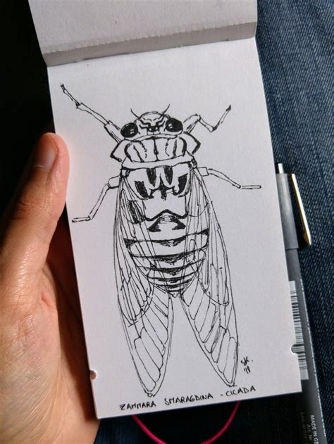Cicada Scientific Drawing Cicada Scientific Drawing