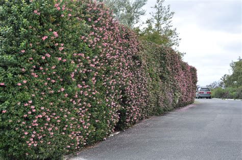 Escallonia Hedge