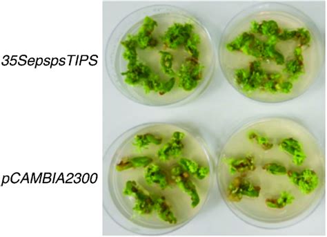 Transformation Of Tobacco With Agrobacterium Tumefaciens With An Empty