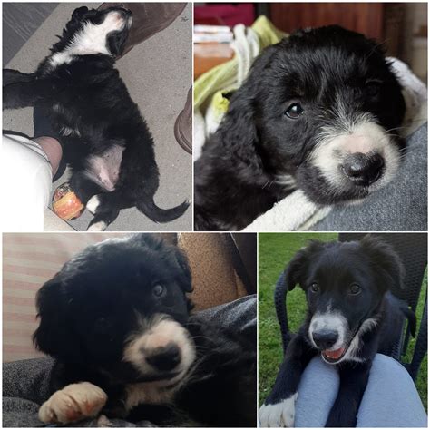 Maša Half Lab Full Heart For The Dog Who Brings Joy By