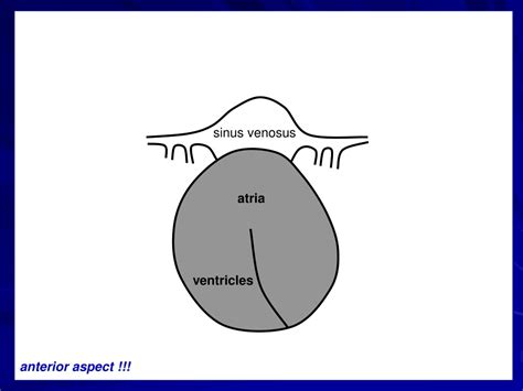 Ppt Development Of The Arteries And Veins Fetal Circulation
