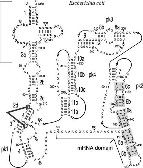 Support For The Proposed Secondary Structure Tmrna Model From R Ij H