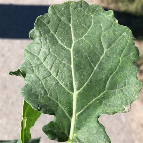 Plantsnap Identify Plants Trees Mushrooms With An App