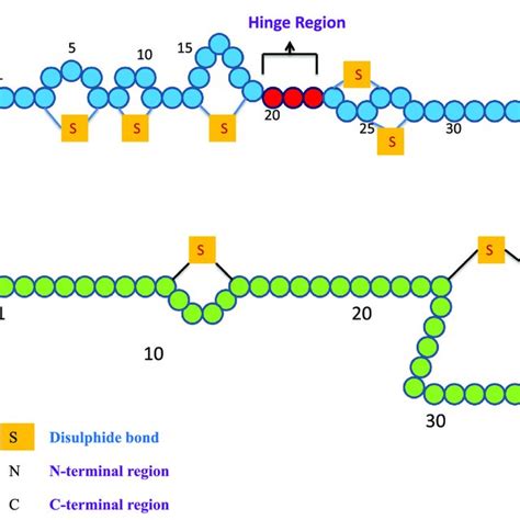 Schematic Representation Of Green Synthesis Of Bacteriocin Capped