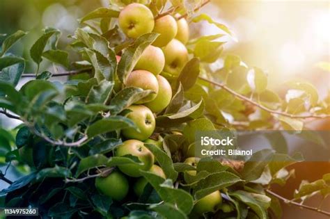 흐린 Bokeh 파란색 배경에 밝은 여름 태양에 의해 조명 녹색 잎 사과 나무 지점에 숙성 매달려이 슬 방울과 아름 다운 녹색 사과의 클로즈업 무리 농업 개념입니다 0명에