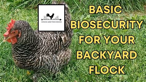 Basic Biosecurity For Your Backyard Flock Youtube
