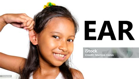 영어 학습 몸과 얼굴 부품 학교 카드 아름 답 고 행복 한 아시아 아이 그녀의 귀 웃는 쾌활 한 만들기 재미 흰색 배경에 고립 된 언어 교육 차트 가리키기에 대한 스톡 사진