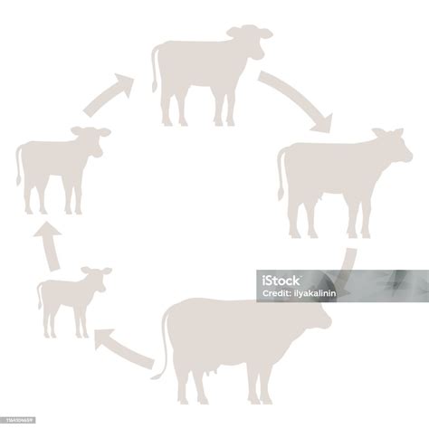 Tahapan Putaran Pertumbuhan Sapi Ditetapkan Peternakan Susu