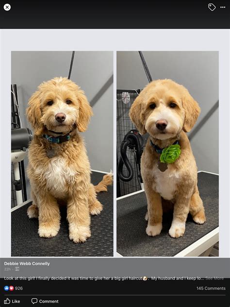Adorable Dogs With Teddy Bear Haircuts Short Doodle Haircut Cockapoo