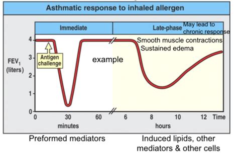 Hypersensitivity Flashcards Quizlet