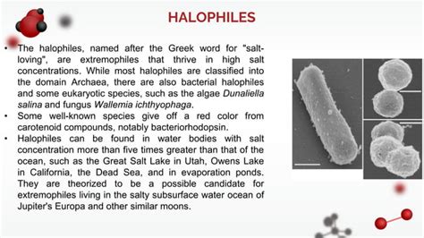 Archaea Bacteria Methanogens Halophiles Thermophiles Pdf