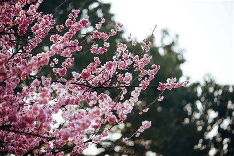 가지 경치 경치가 좋은 계절의 아름다움 고요한 깨지기 쉬운 아름다움 꽃 꽃무늬 꽃이 피는 꽃잎 꽃철 나무 낮 녹색 배경 벚꽃 보케 봄 부드러운