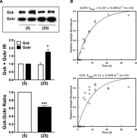 Gck And Gckr Immunoactivity In Hepatocytes And Protein Turnover In
