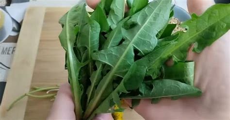 Пресни и свежи листа от глухарче прочистват дебелото черво от полипи