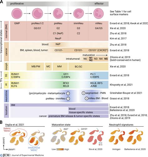 Segmented Neutrophils